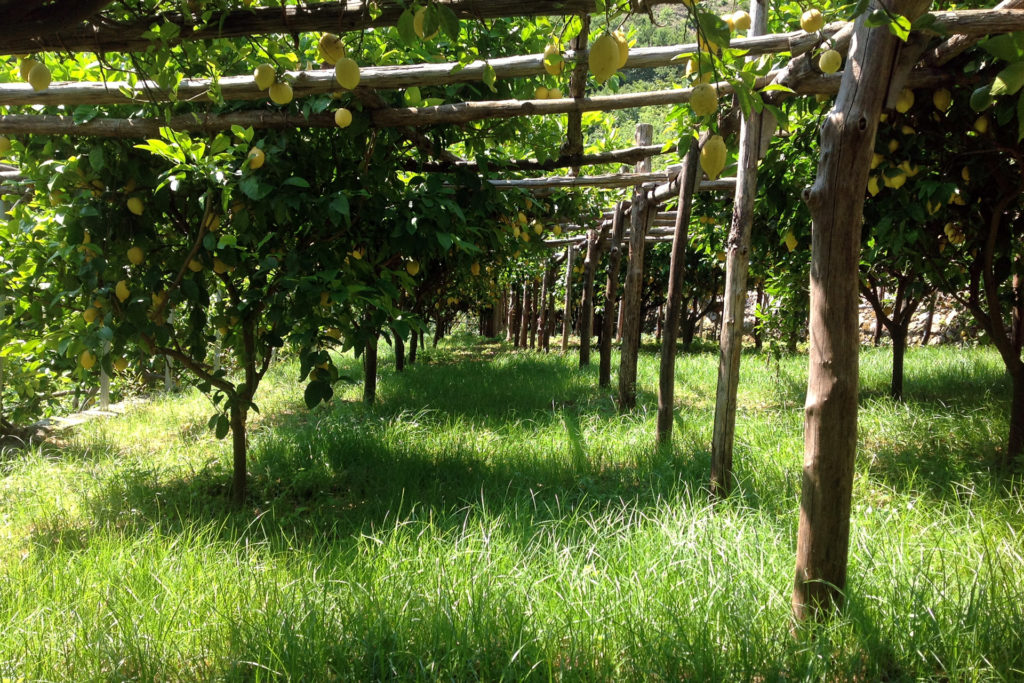 Classic Lemon tour 10am – Amalfi Lemon Experience