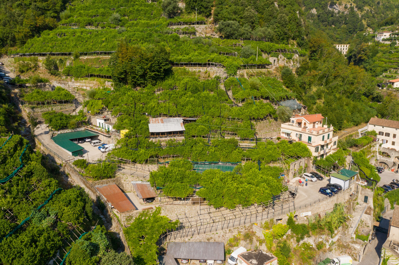 Lemon picnic experience 10:15 am – Amalfi Lemon Experience